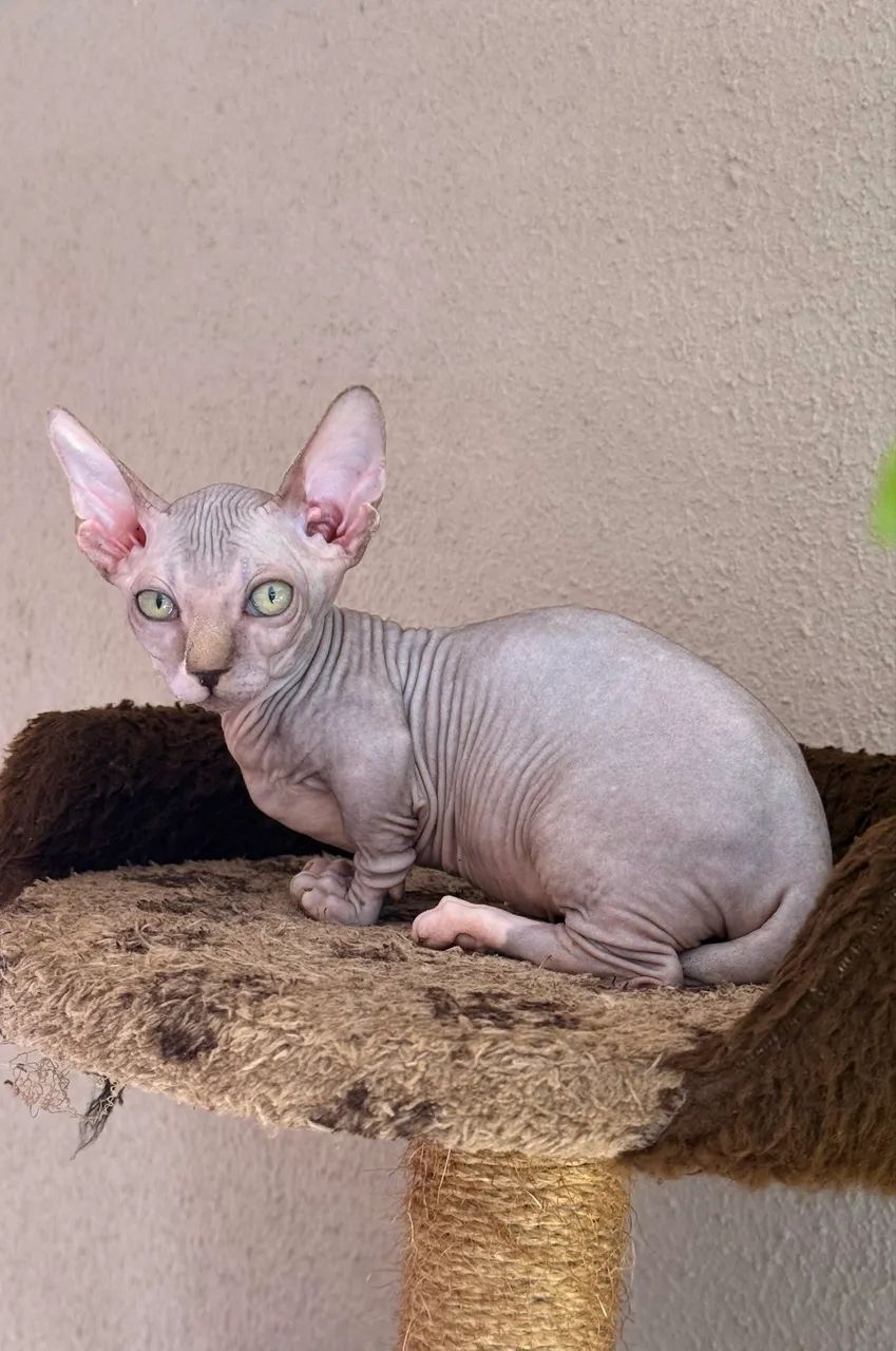 Filhote Sphynx Bambino - Gatos - Setor Habitacional Vicente Pires ...