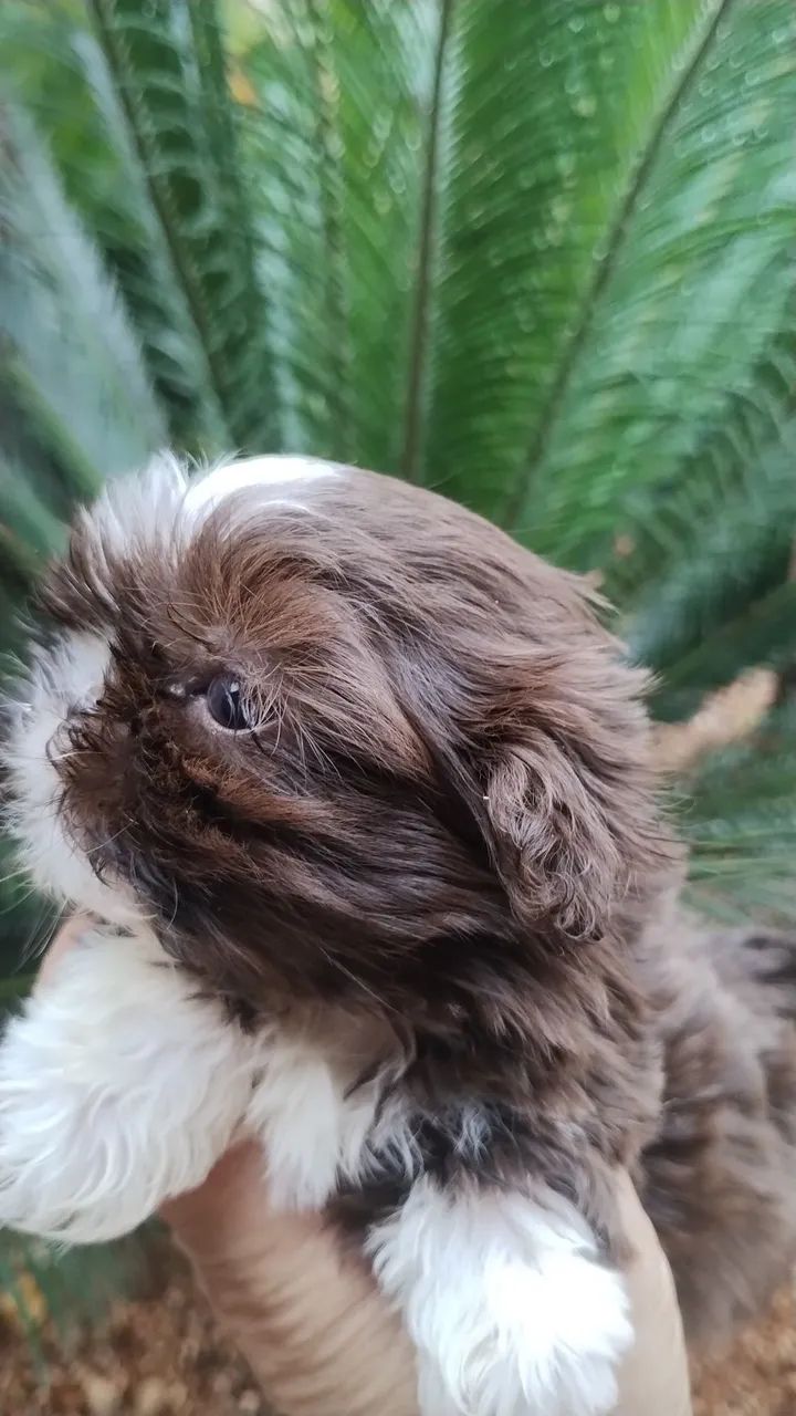 Animais de estimação - Cachorros - Guapiaçu 1444675107 | OLX