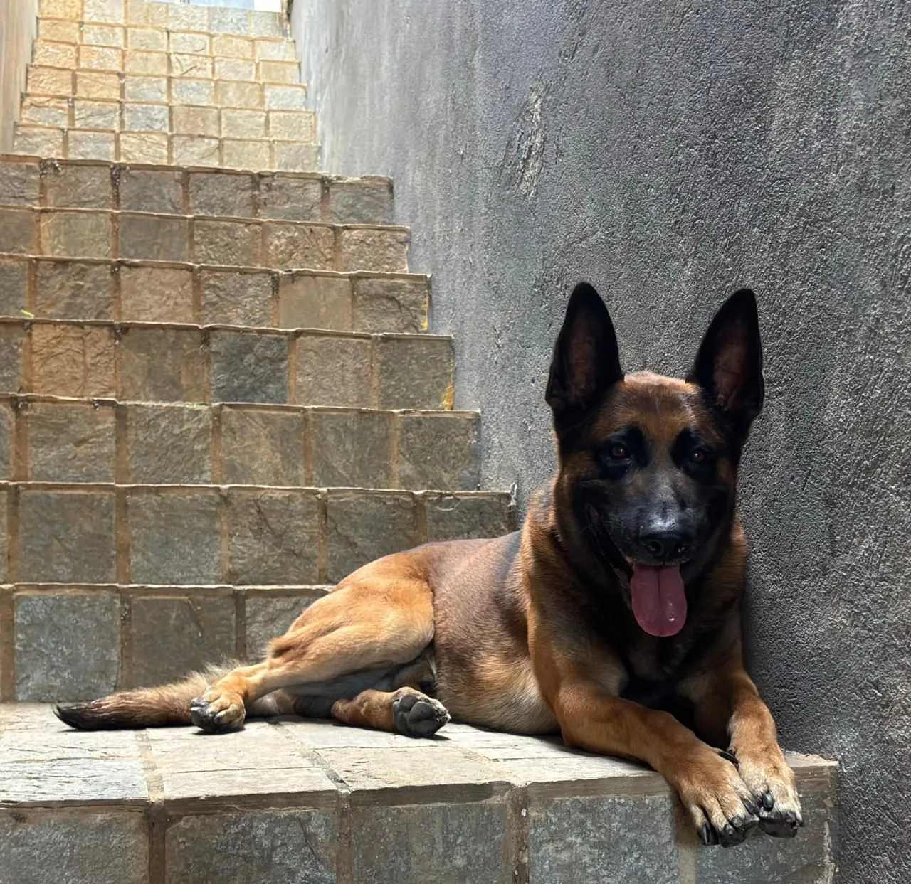 "mallinois" no Brasil