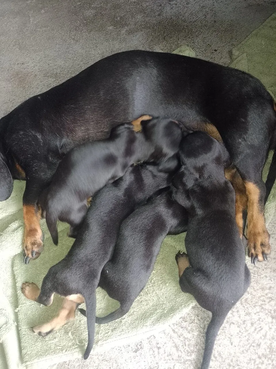"cachorro cofap" - Cachorros no Brasil