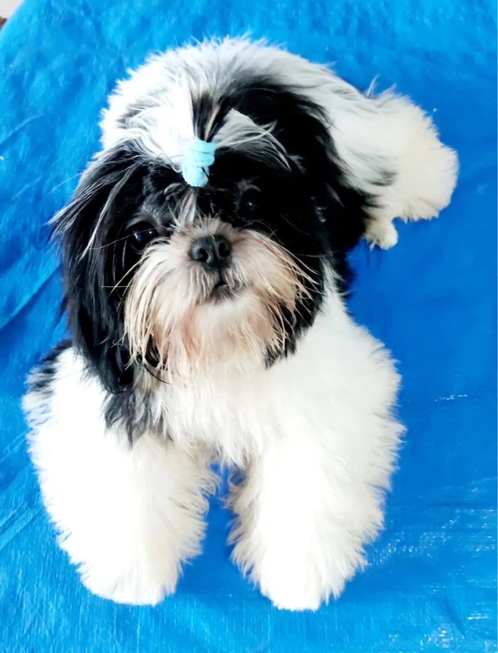 "shih tzu macho" - Cachorros no Brasil