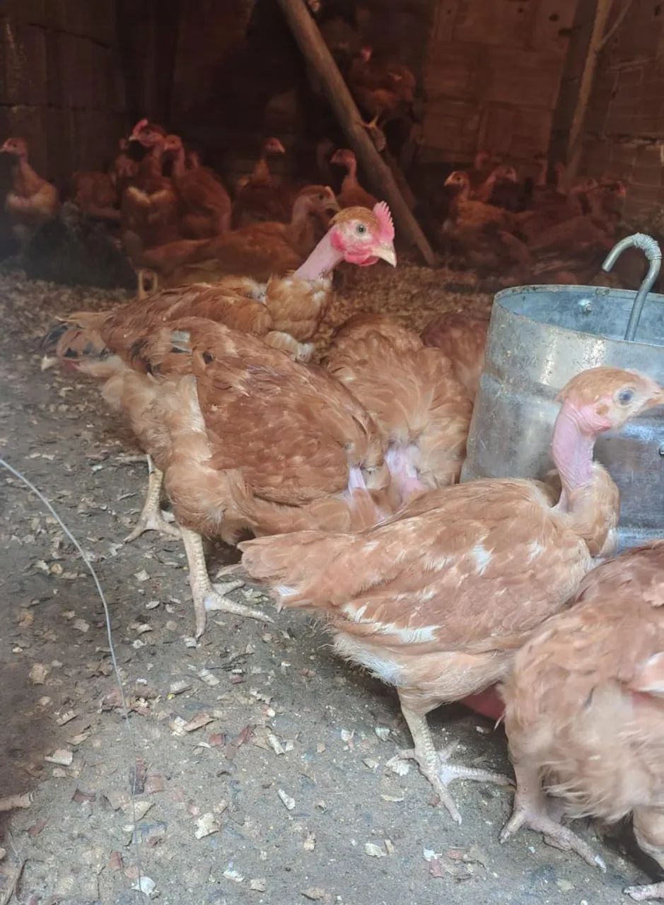 Frangos e Frangas Label Rouge - Animais para agropecuária - Jardim ...