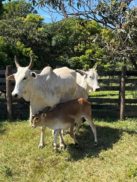 "vaca nelori" no Brasil