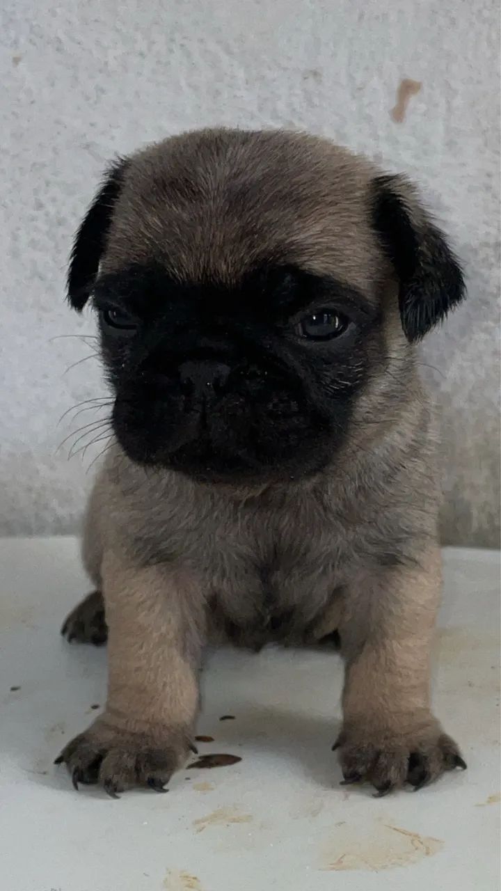 Pug machos e fêmea. - Cachorros - Brasília, Arapiraca 1439873628 | OLX