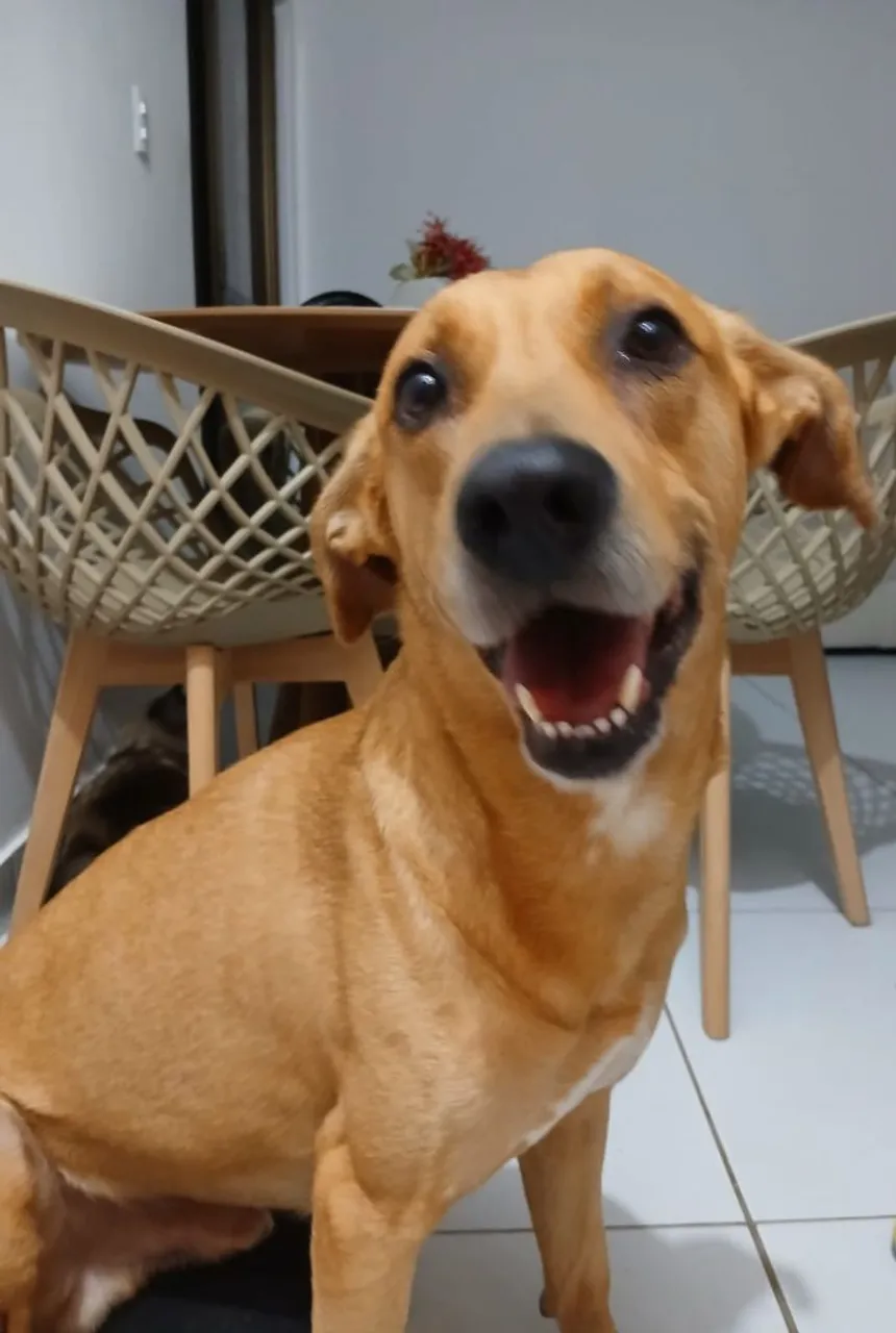 "cachorro caramelo" - Cachorros no Brasil