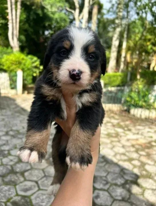 Filhote Bernese Mountain lindo e saudável - diferentes desde sempre ...