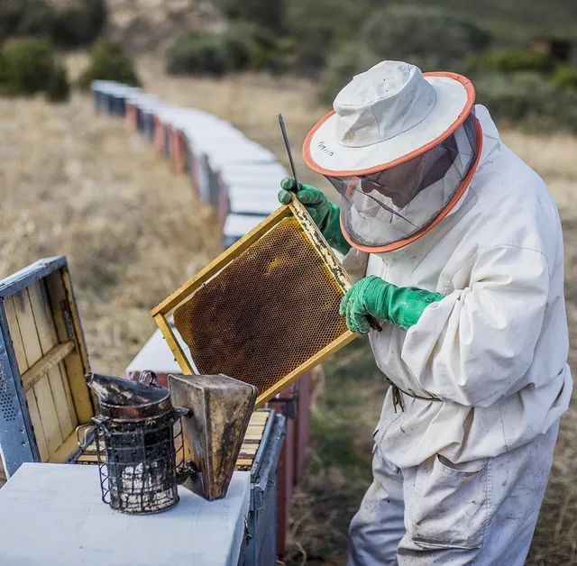 "apiarios" no Brasil