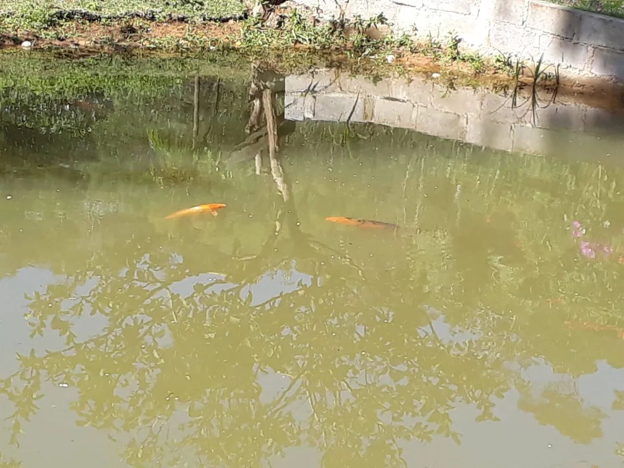 VENTO SÍTIO COMPLETO EM SANTA MARIA DE JETIBÁ 35.000,00m² - Terrenos ...