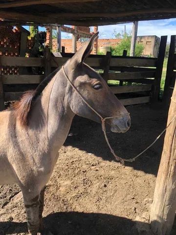 "uma mula" no Brasil