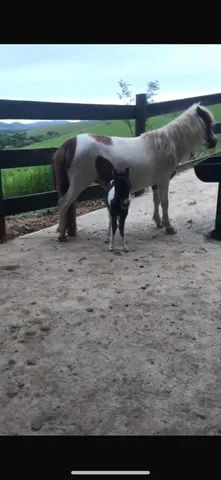 "mini ponei" no Brasil