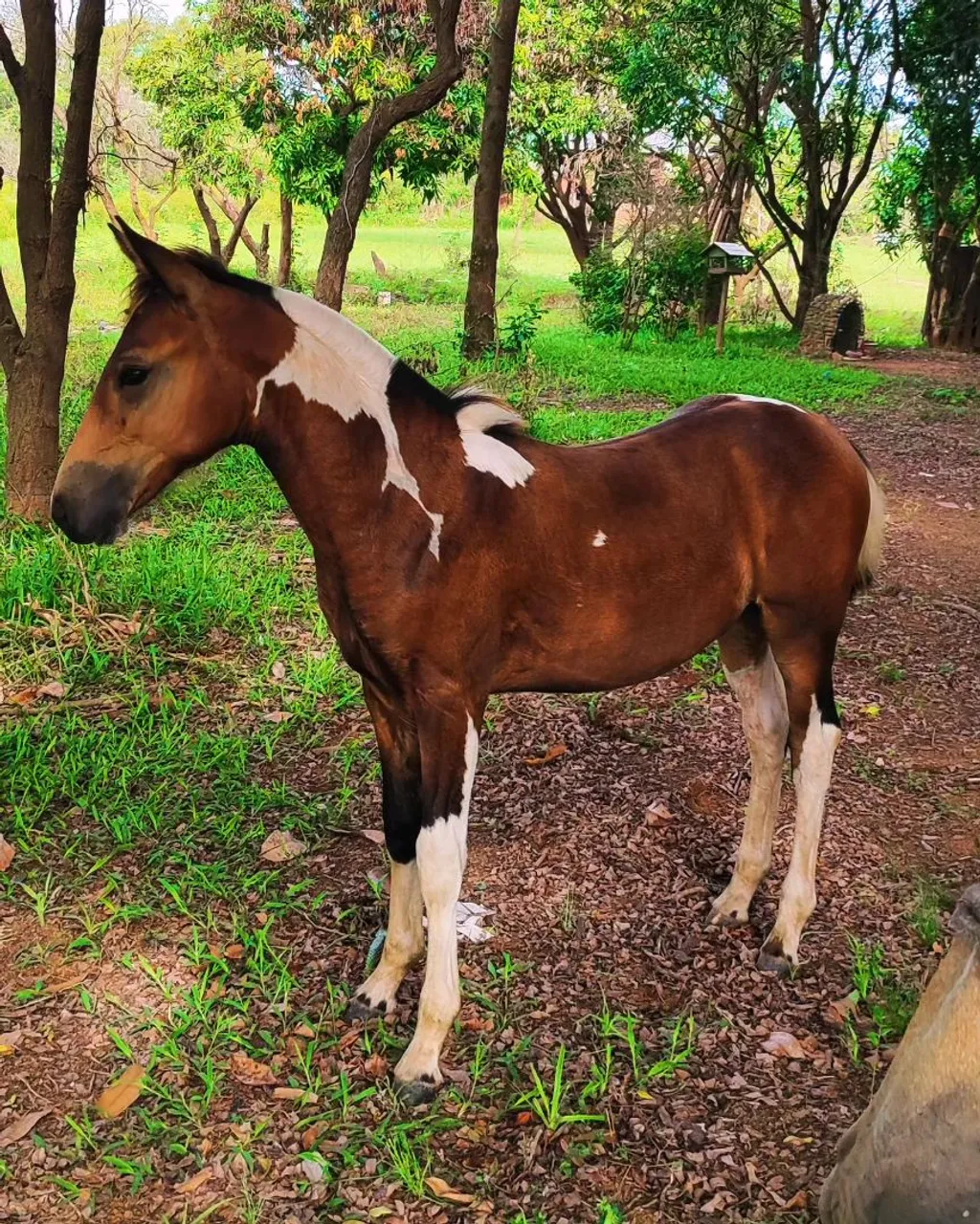 "potros e potras" no Brasil