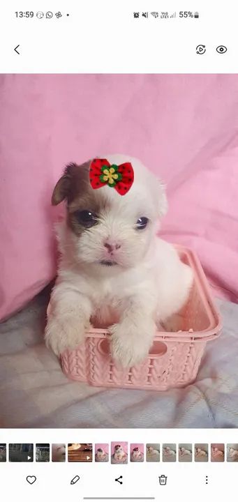 Linda bebe femea shituz micro piratinha - Cachorros - Santana, São José ...