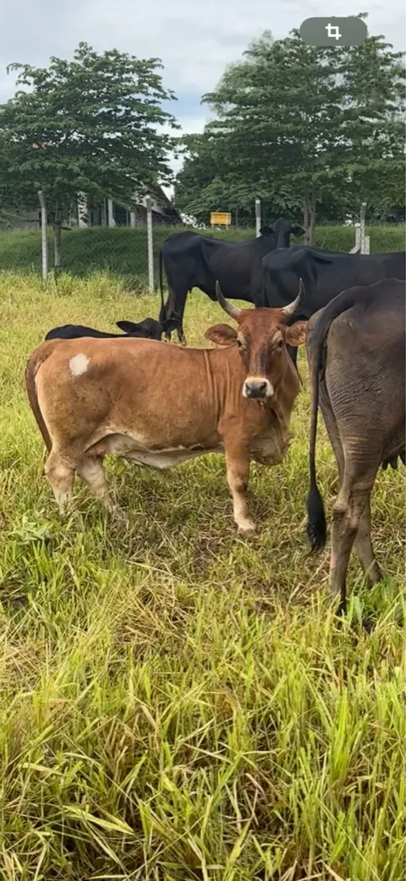 "mine vaca" no Brasil