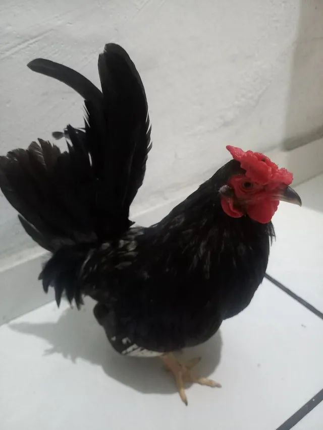 Animais de estimação - São Raimundo, Amazonas