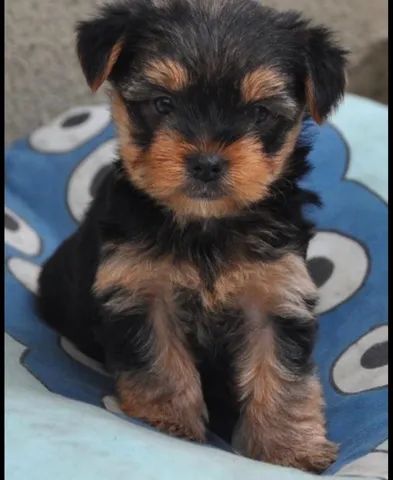 "yorkshire preto" no Brasil