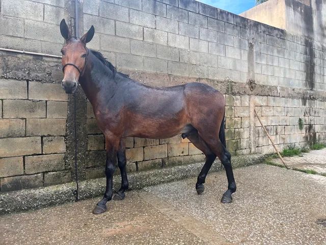 "burro sem rabo" no Brasil