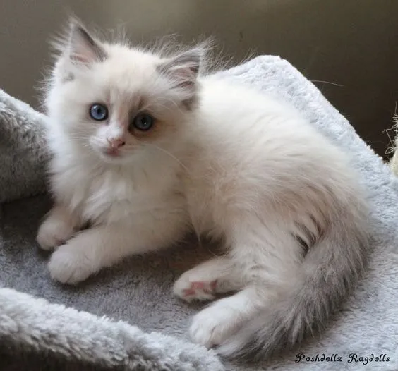 "ragdoll" - Gatos no Brasil