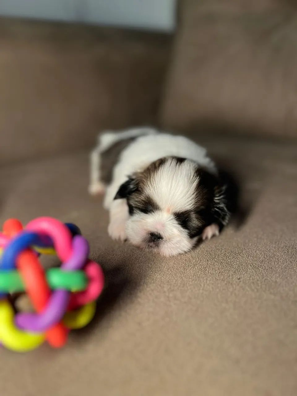 Filhote Shih Tzu - Cachorros - Pacoval, Macapá 1406514289 | OLX