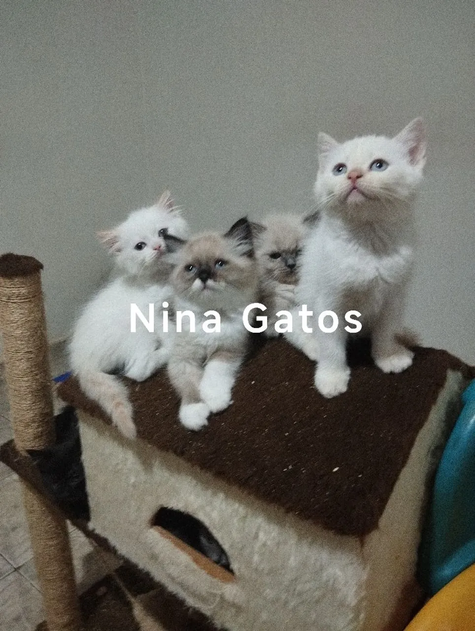 "gato angora" - Gatos no Brasil