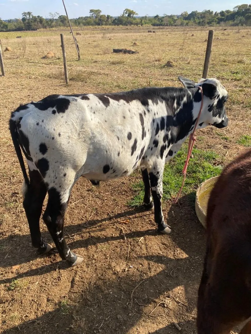 "bezerros ou bezerras" - Animais para agropecuária no Brasil