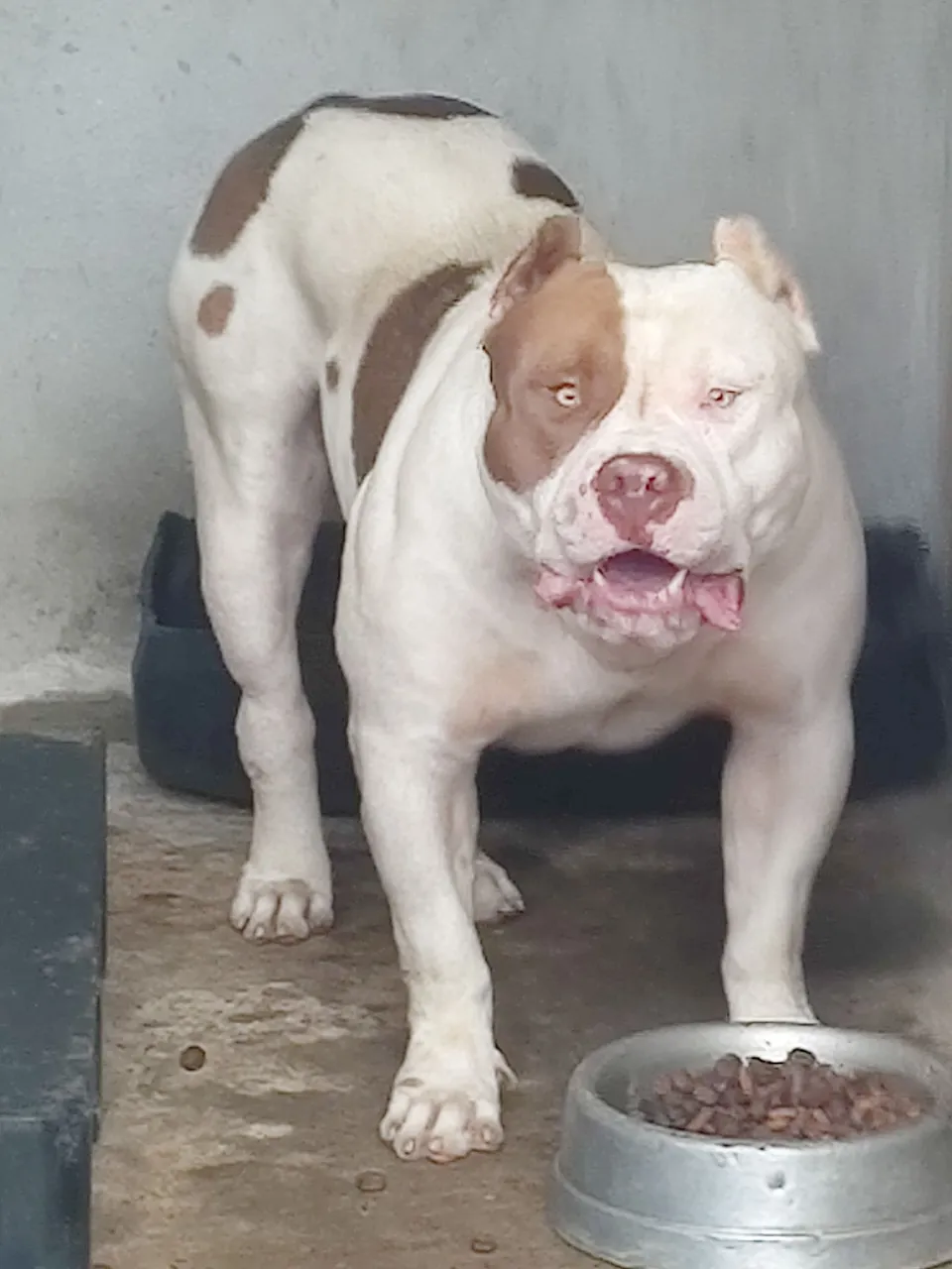 "cachorros pit monster" - Cachorros no Brasil