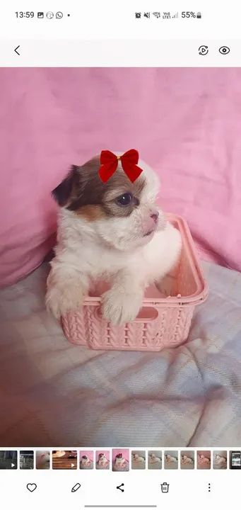 Linda bebe femea shituz micro piratinha - Cachorros - Santana, São José ...