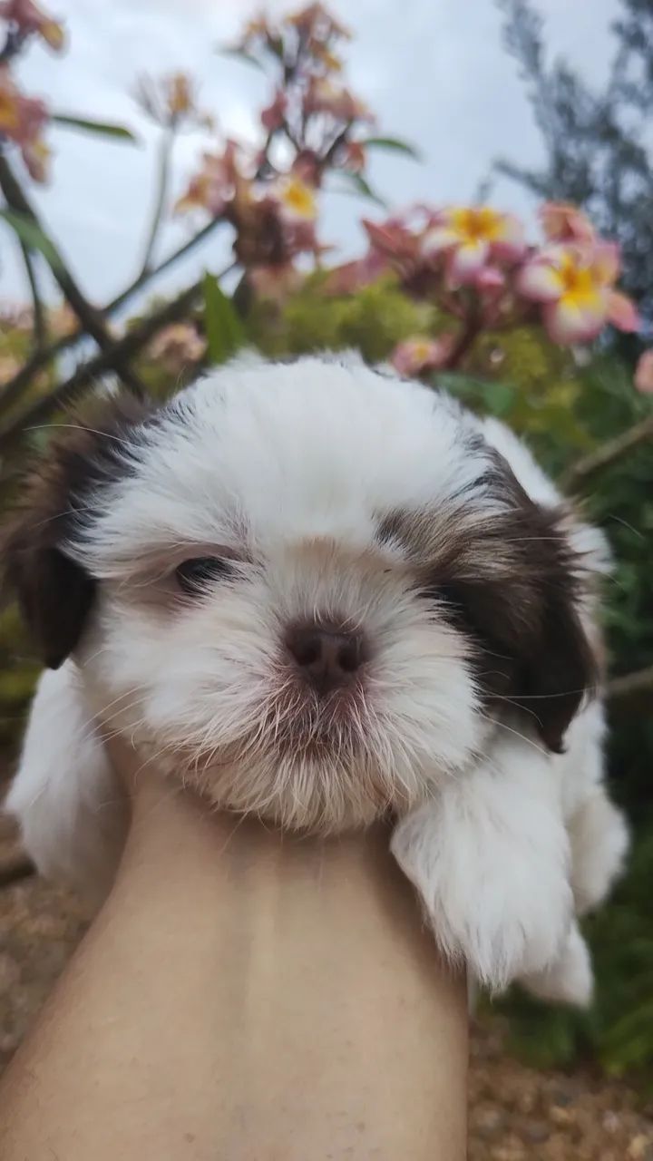 Animais de estimação - Cachorros - Guapiaçu 1444675107 | OLX