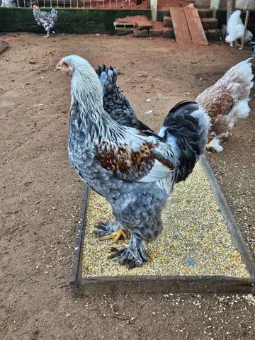 "brahma lemon" no Brasil