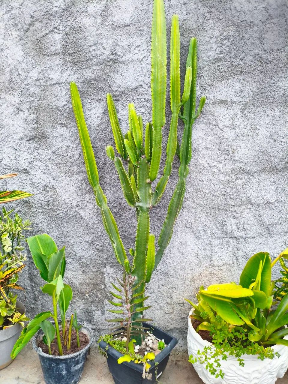 Cacto mandacaru adulto - Jardinagem e Plantas - Cosmos, Rio de Janeiro ...