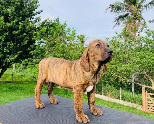 "filhote fila tigrado" no Brasil