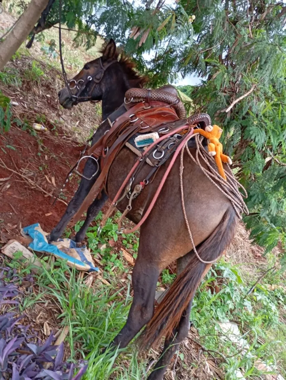 "uma mula" no Brasil
