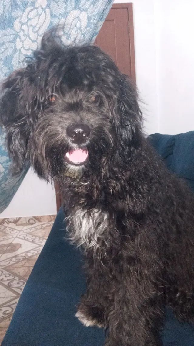 "poodle misturado" no Brasil