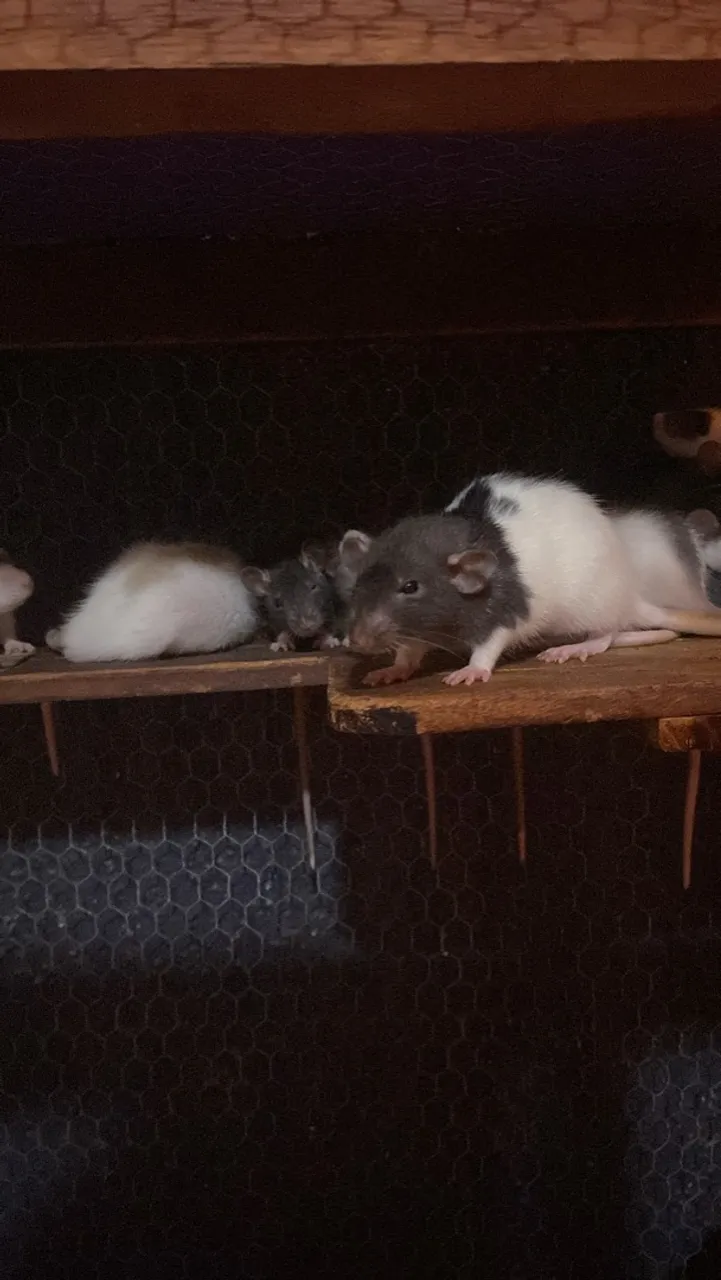 "rato twister venda" - Roedores no Brasil