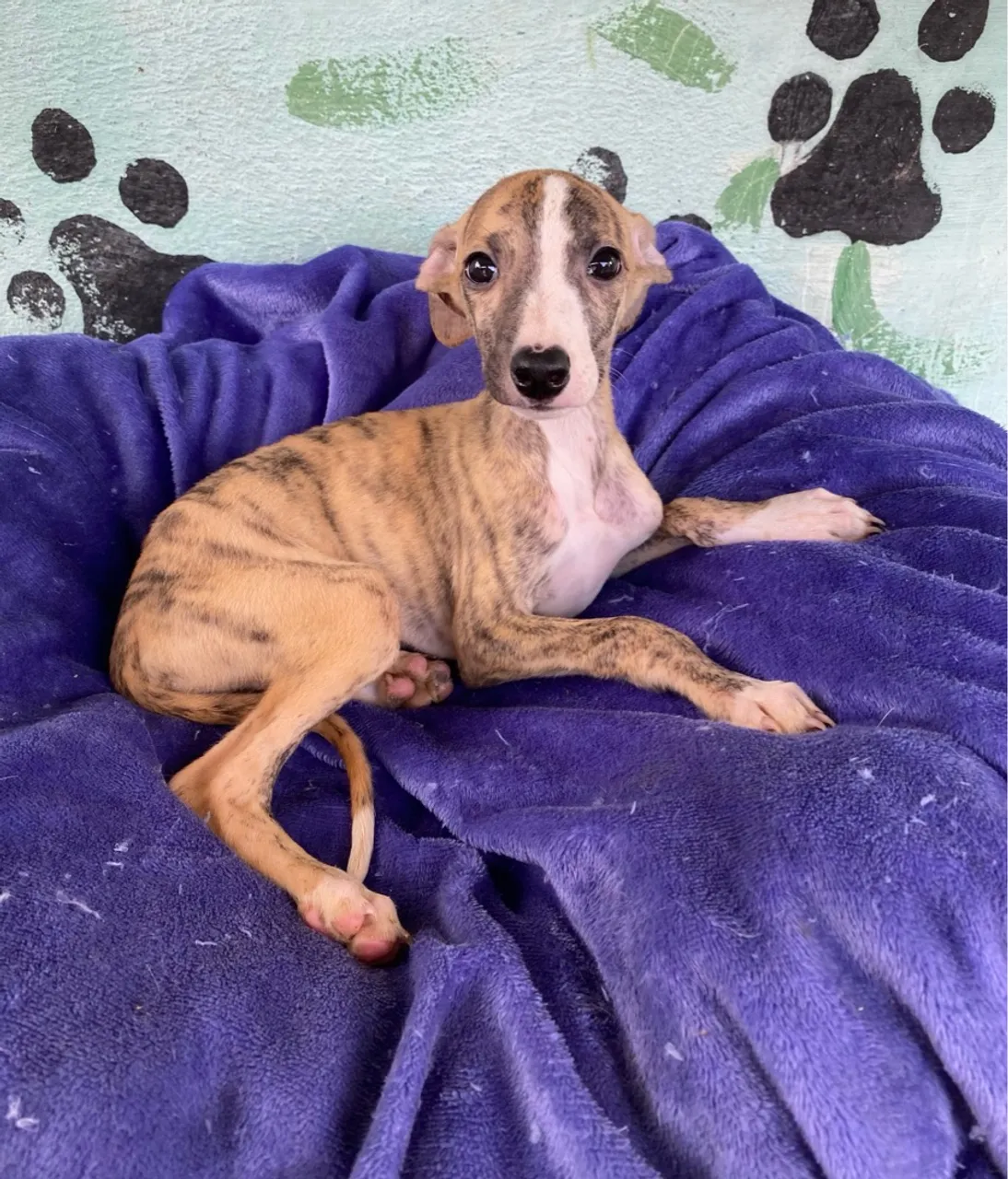 "filhote galgo" - Cachorros no Brasil