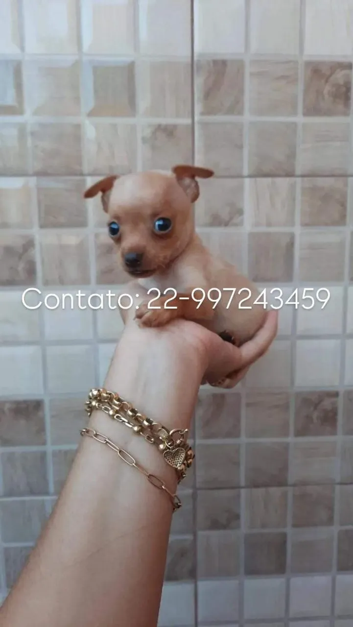 "pinscher 0" - Cachorros no Brasil