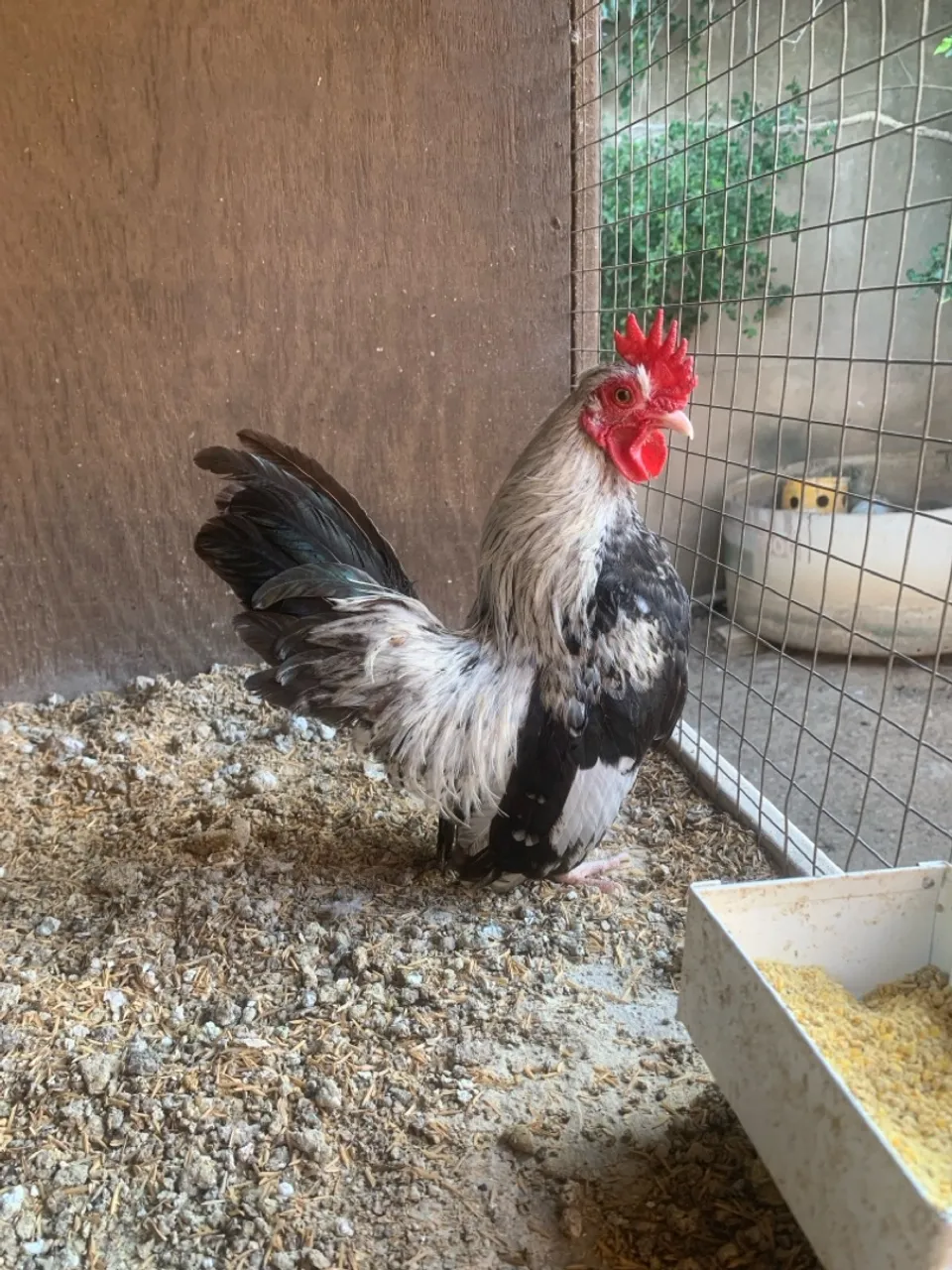 "mini garnizes" no Brasil