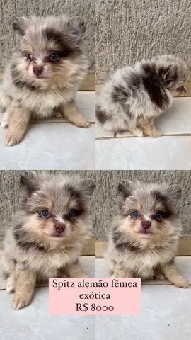 "spitz choco" no Brasil