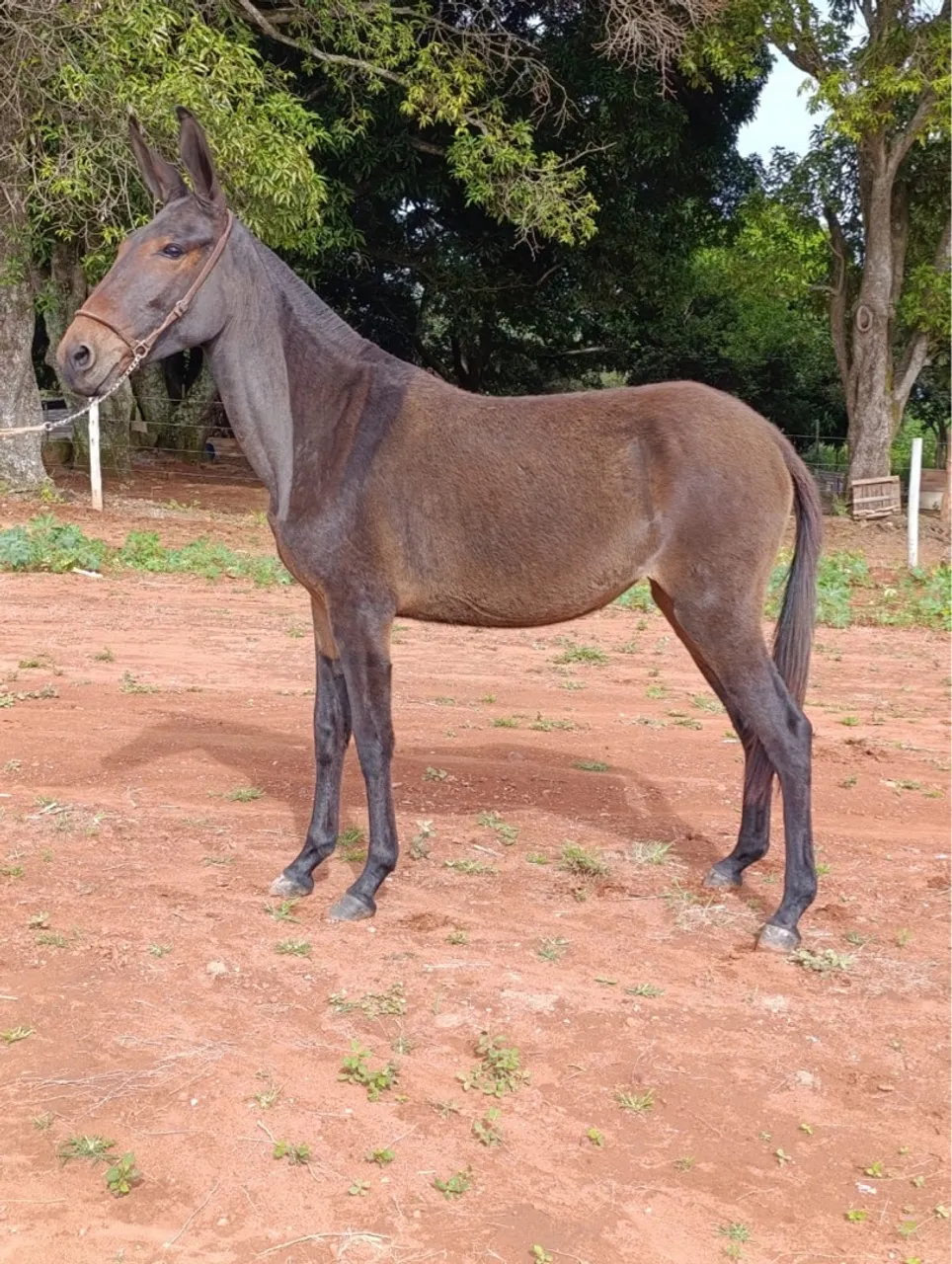 "uma mula" no Brasil