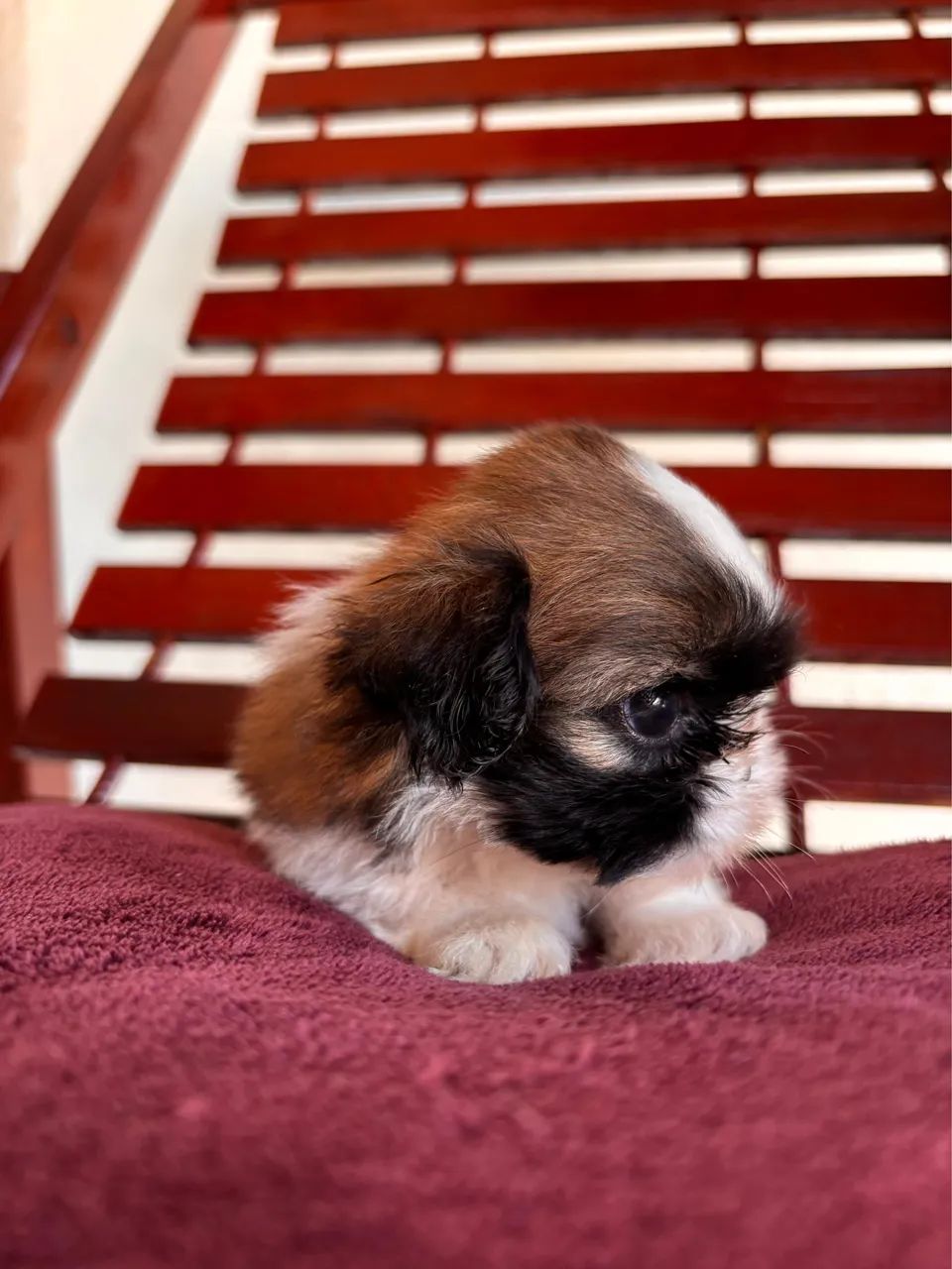 SHIH TZU COM PEDIGREE EM ATÉ 10 VEZES - Cachorros - Marco, Belém ...