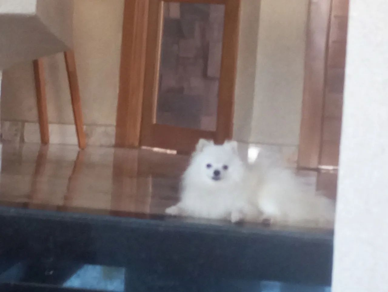 SPITZ ALEMÃO Machos Promoção PEDIGREE CBKC - Cachorros - Setor Jaó ...