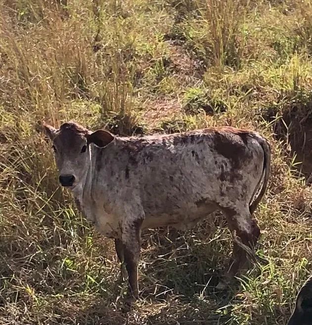 "mini vaca" - Animais para agropecuária no Brasil