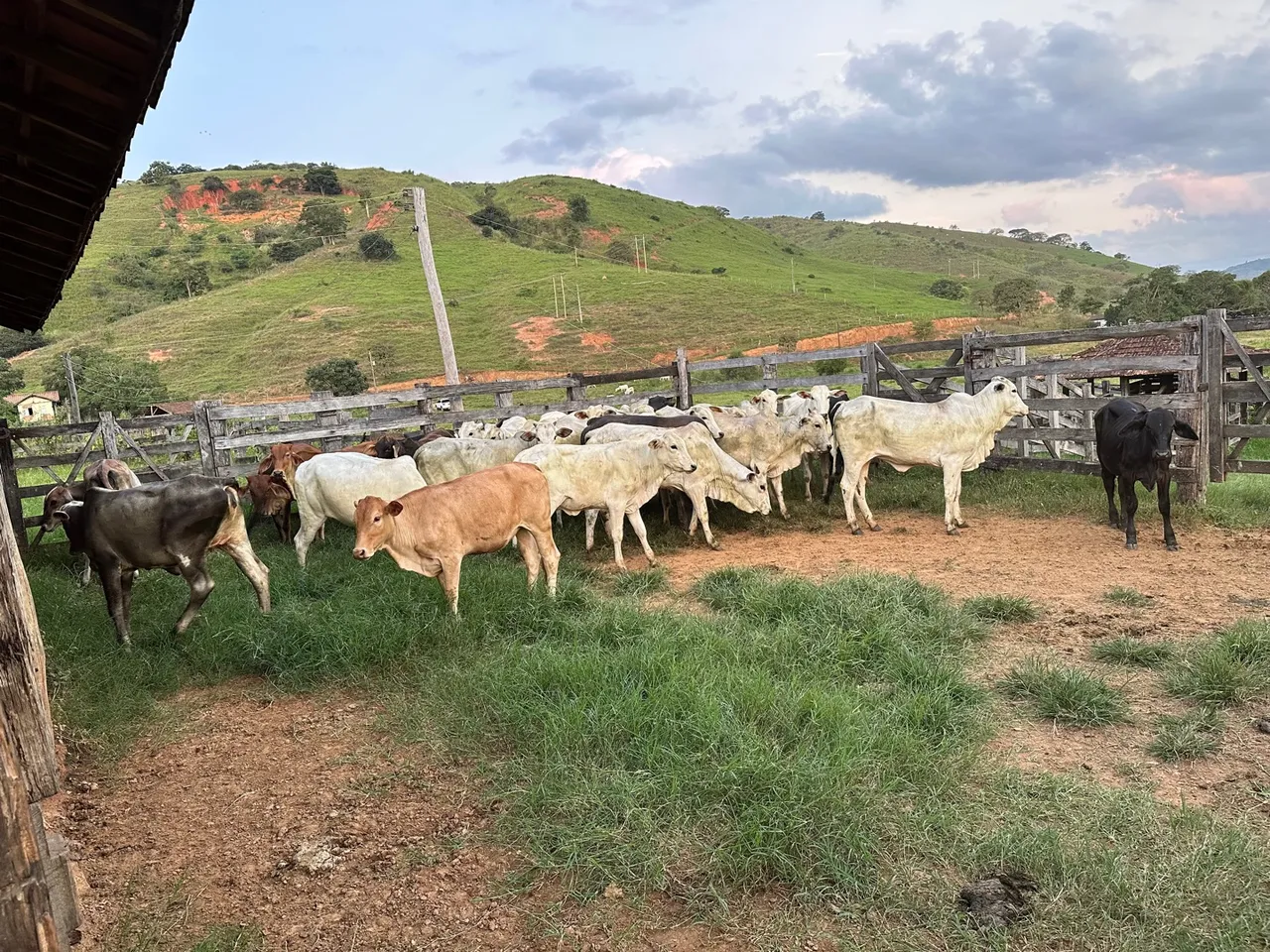 "vaca nelori" no Brasil