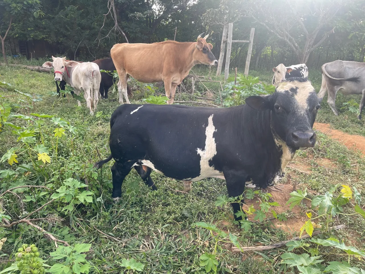 "boi mini boi" - Animais para agropecuária no Brasil