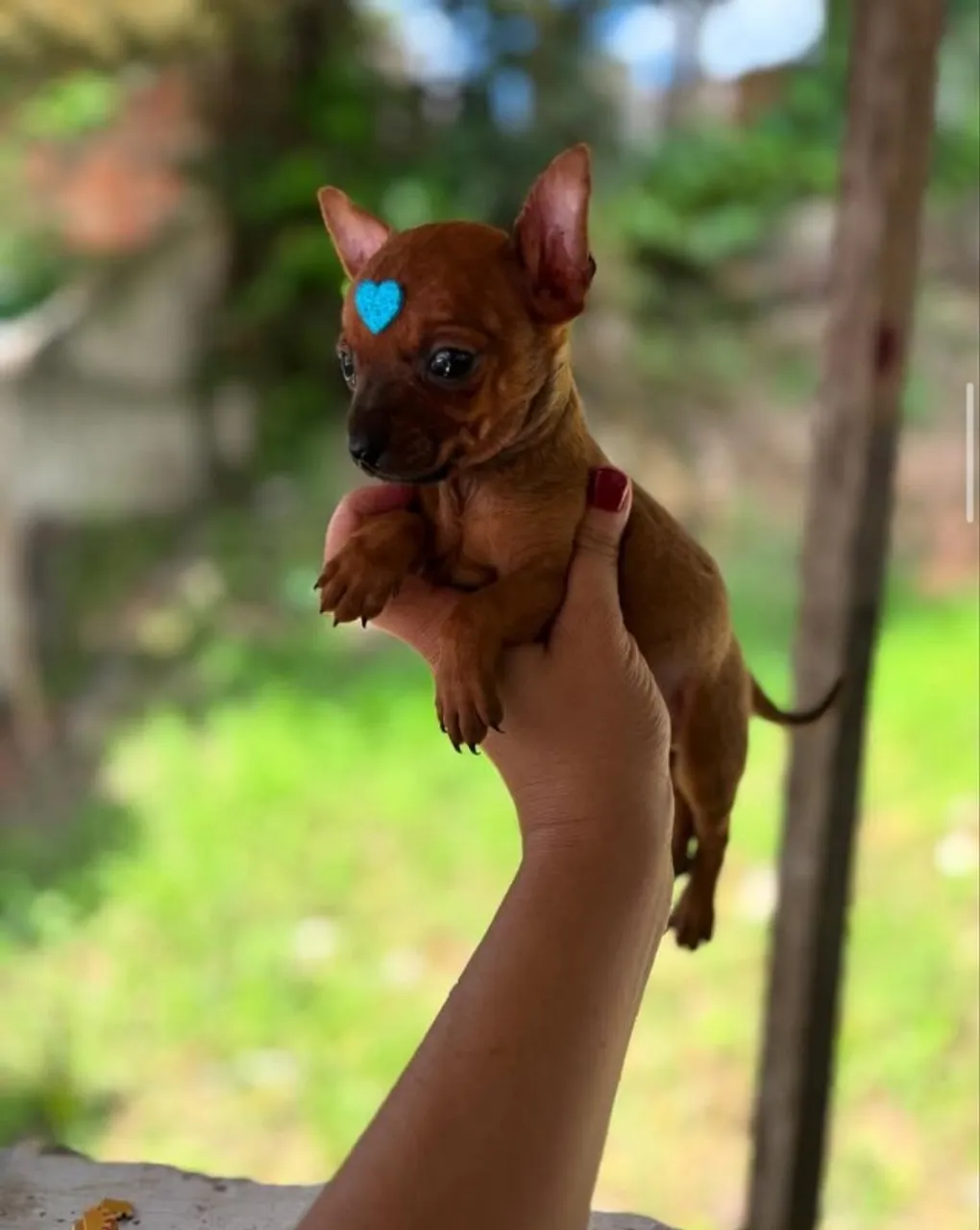 "pinscher 00 miniatura" - Cachorros no Brasil