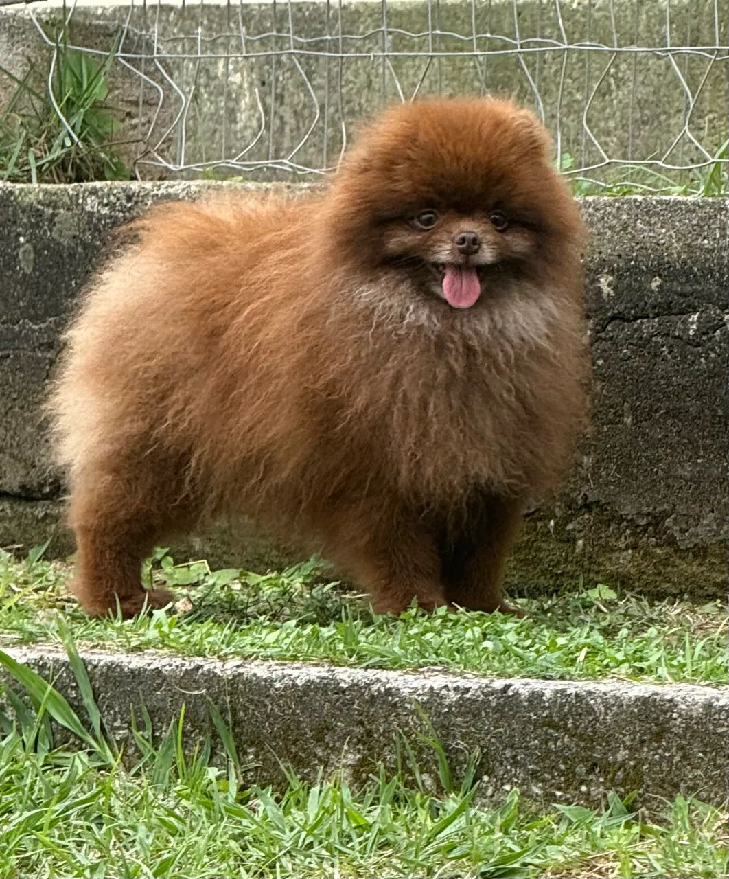 Fêmea de Lulu da Pomerania Choco Merle - Cachorros - Campo Grande, Rio ...