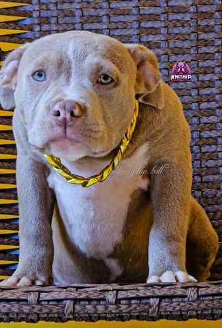 "pit monster tri" no Brasil