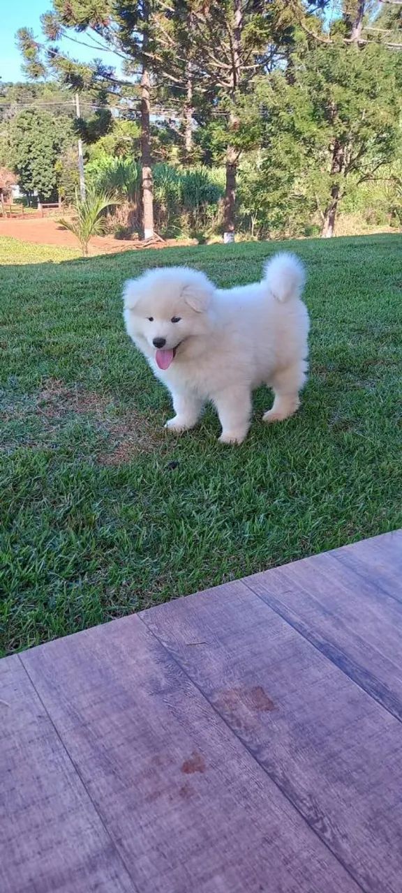 Filhotes de Samoieda para reserva - Cachorros - Vila Ipiranga, Londrina ...