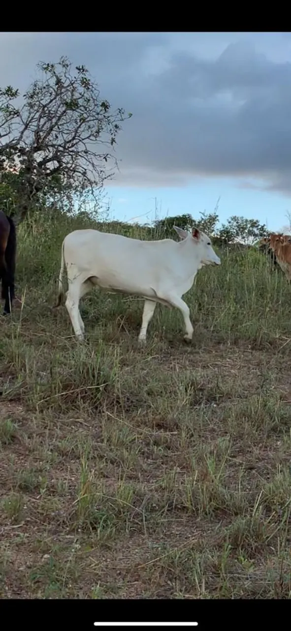 "vaca nelore" - Animais para agropecuária no Brasil