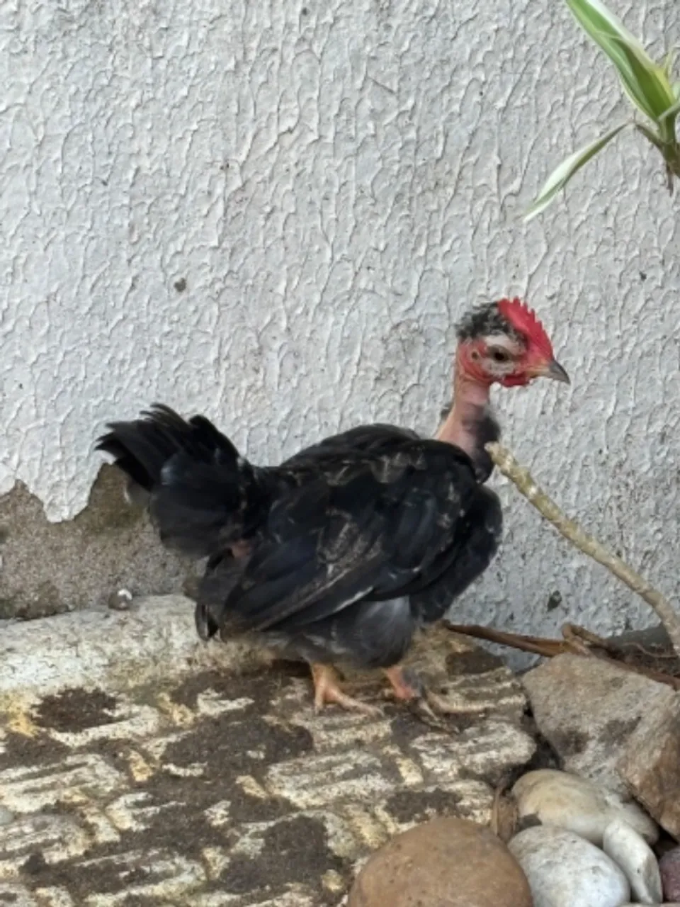 "mini garnizes" no Brasil