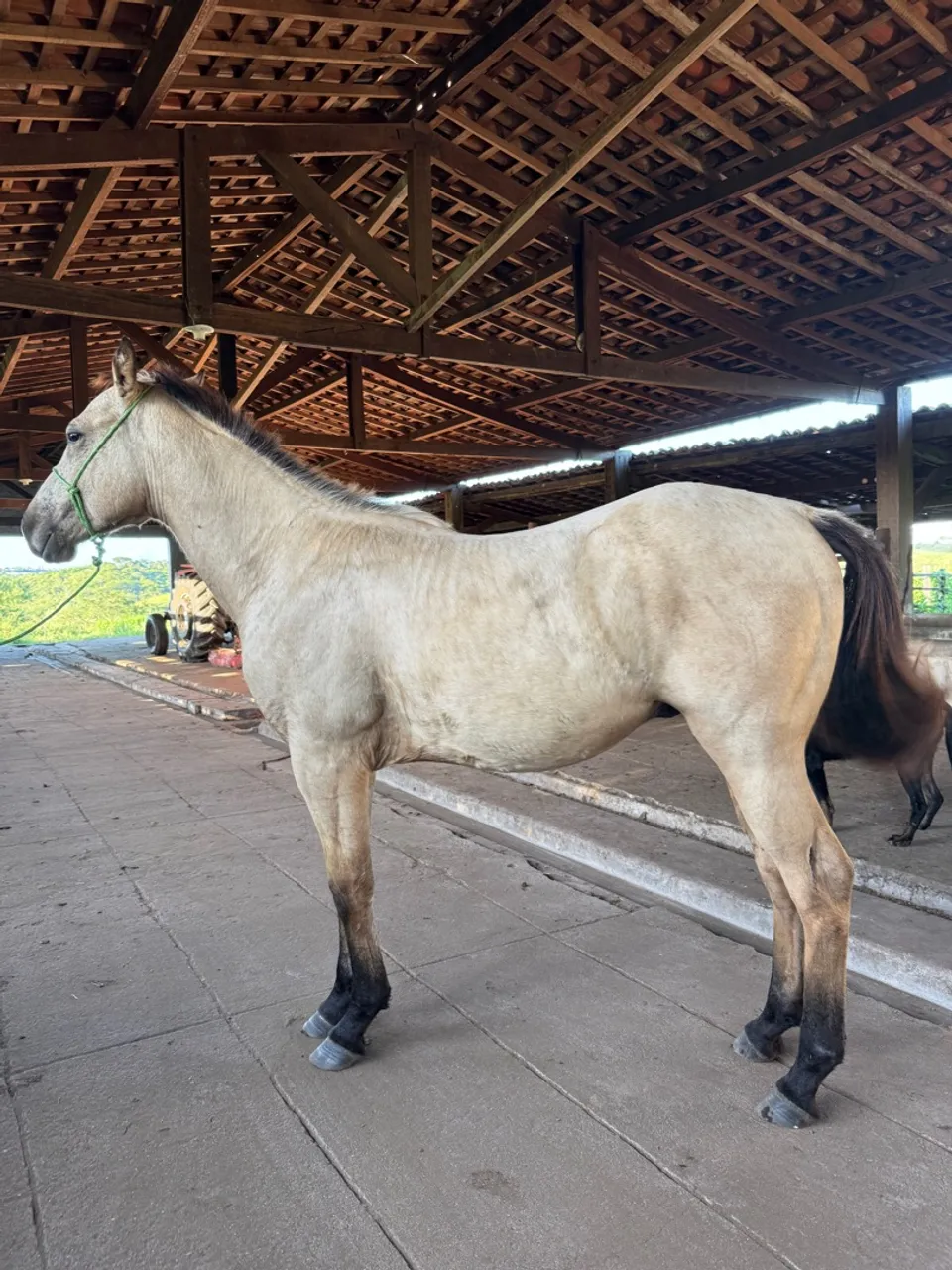 "potros e potras" no Brasil